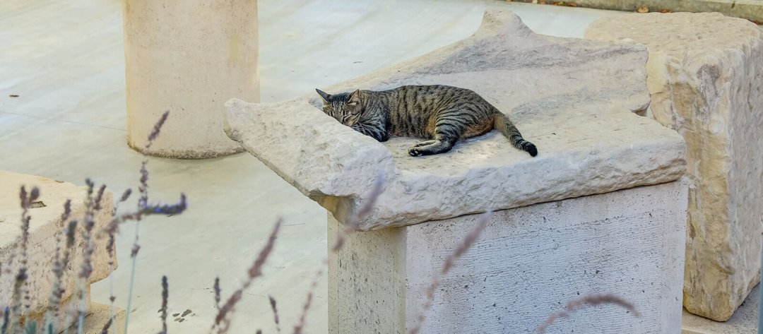 The Cats of Athens Tour With Clio Muse | The Official Athens Guide