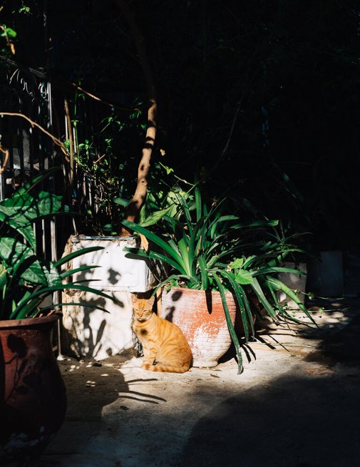 The Cats of Athens Tour With Clio Muse | The Official Athens Guide