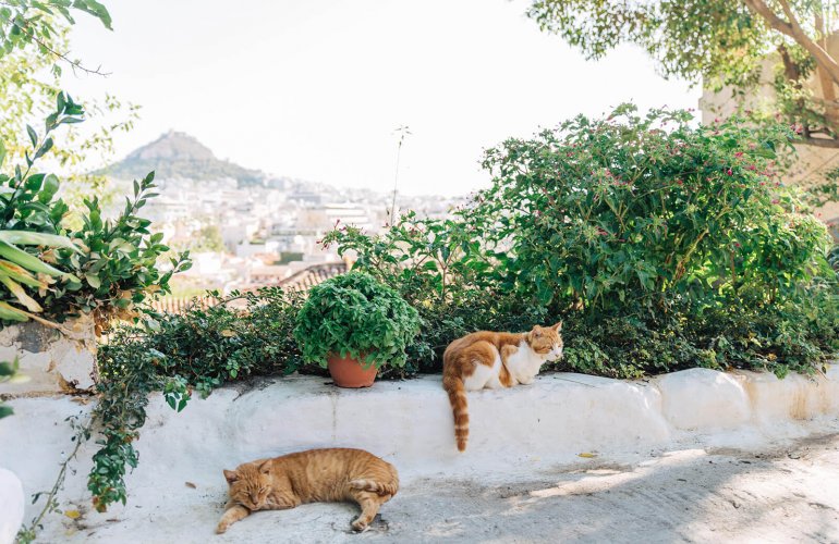 The Cats of Athens Tour With Clio Muse | The Official Athens Guide