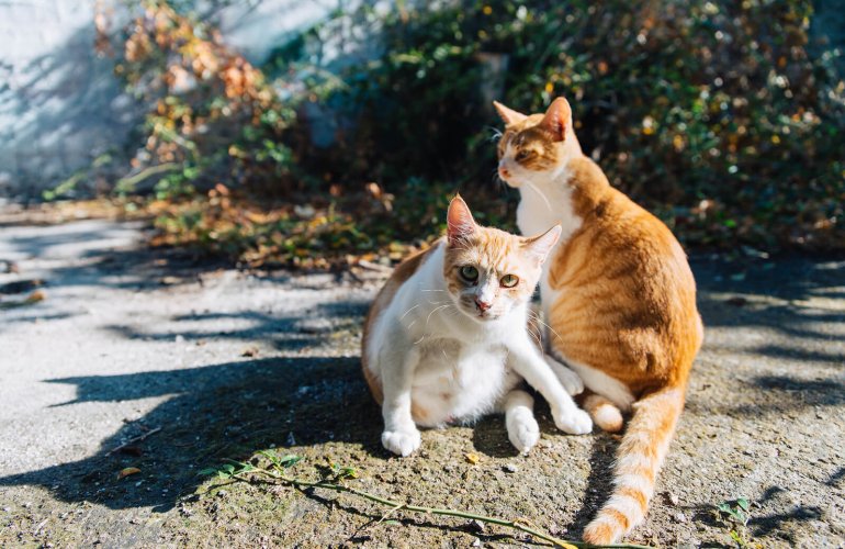 The Cats of Athens Tour With Clio Muse | The Official Athens Guide