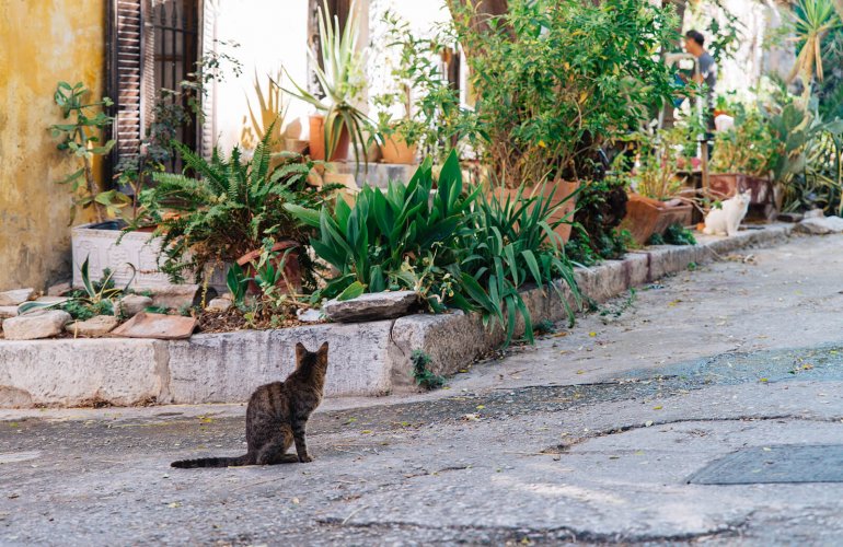 The Cats of Athens Tour With Clio Muse | The Official Athens Guide