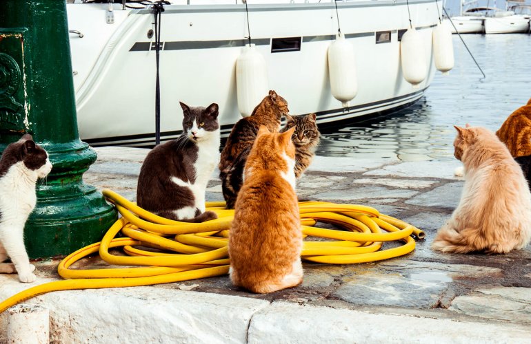 Things to do in Hydra for a Perfect Weekend | The Official Athens Guide