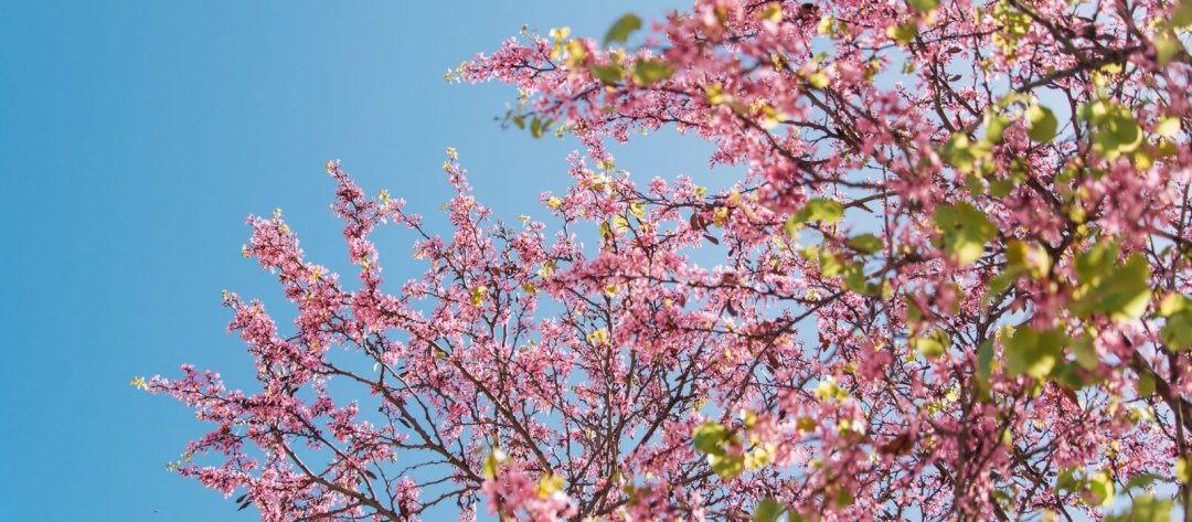 Spring | The Official Athens Guide