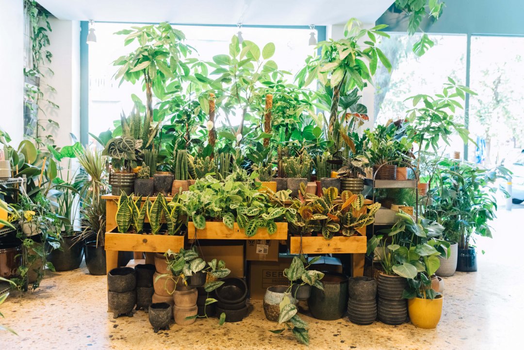 Mother Plants & Stuff | The Official Athens Guide